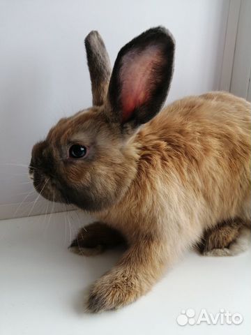 Декаративный кролик
