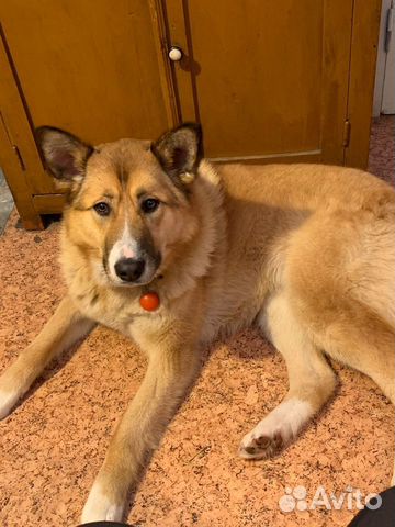 Лизи ищет семью