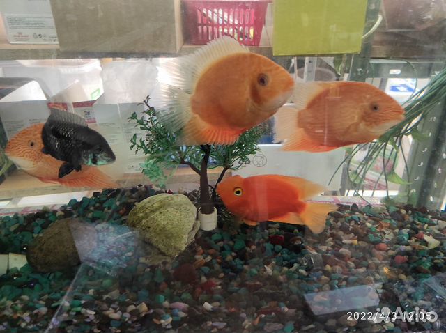 Аквариумные рыбки