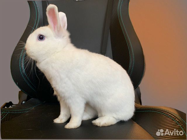 Гермелин самка