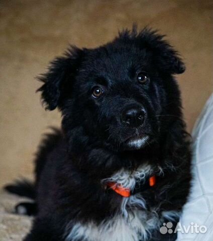 Очароваха Тедди Кобель 4 мес. В Дар В Добрые Руки