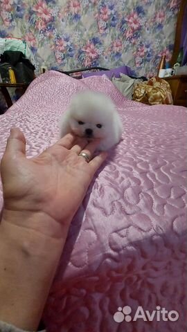 Щенки шпица открыта бронь