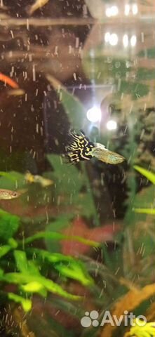 Аквариумные рыбки