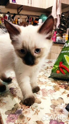 Кошка невская маскарадная