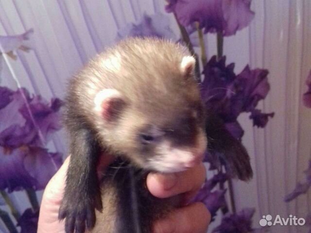 Продам ручного хорька мальчика