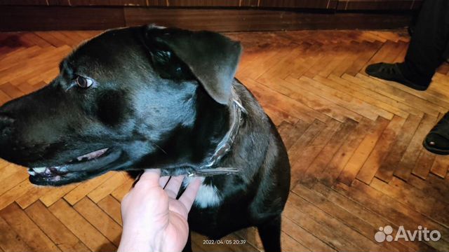 Молодой красивый пес в добрые руки