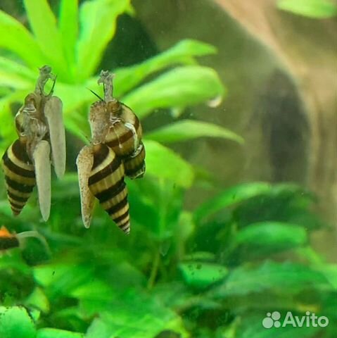 Улитка Хелена (хищная)