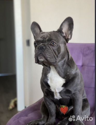 Французский бульдог