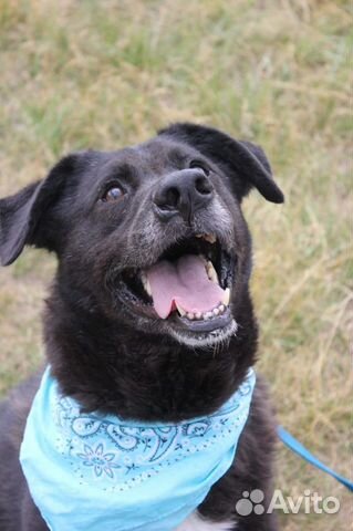 Макс-умница и красавчик ищет дом