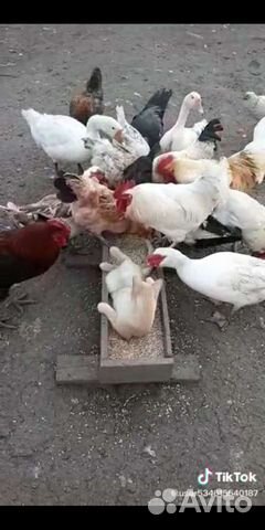 Петух кученскийГусь
