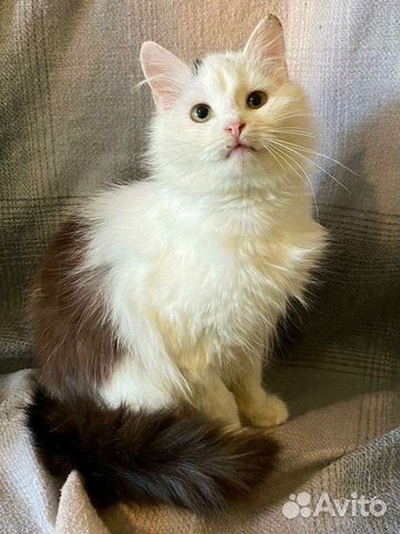 Котенок Ася спасибо что выжила