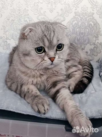 Шотландская прямоухая