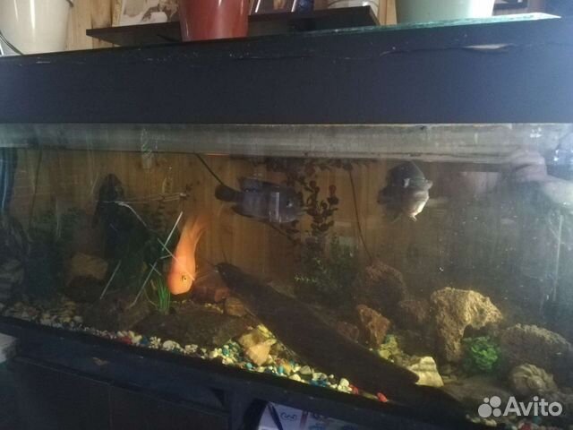 Аквариумные рыбки