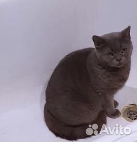 Британская кошка