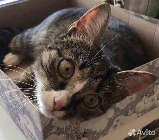 Кошечка,хозяева не могут забрать с собой