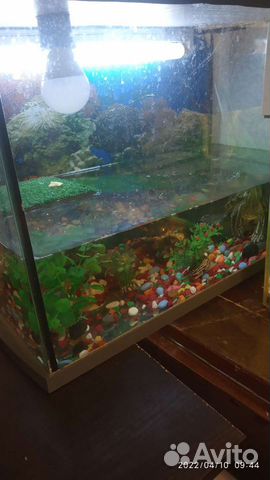 Красноухая черепаха с аквариумом