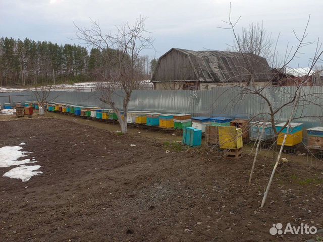 Продам семьи пчёл