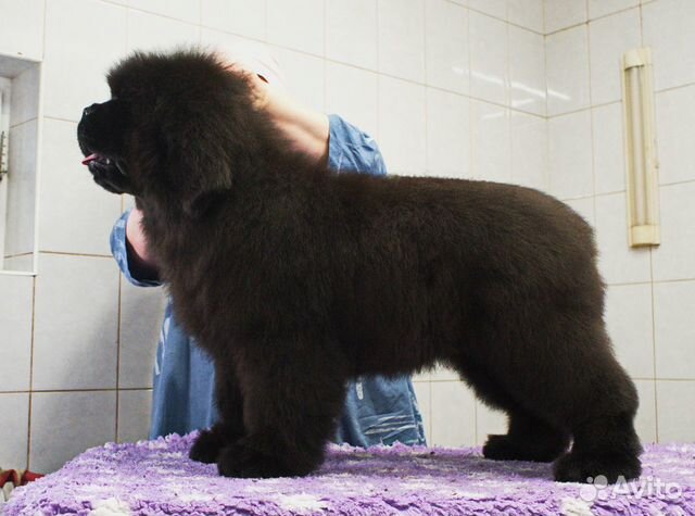 Ньюфаундленд Мальчик 3,5 месяца