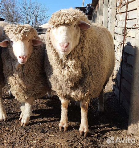 Баран меринос на племя