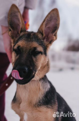 Джейк метис овчарки ждет семью