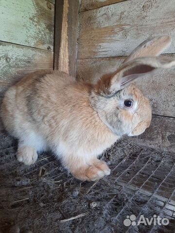 Кролик фландер