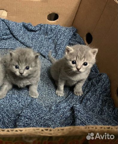 Британец (помесь)