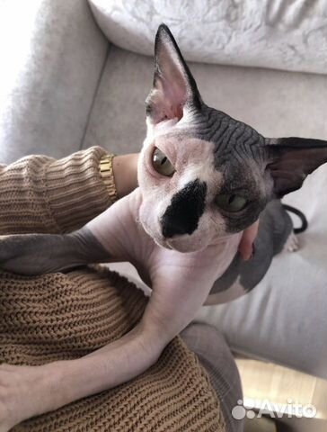 Вязка канадский сфинкс