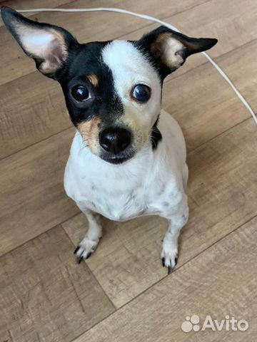 Американский той фокстерьер