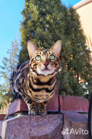 Бенгальская кошечка