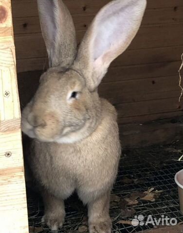 Кролики великаны