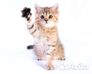 Примем в дар котенка