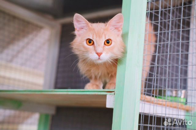 Молодой ласковый котик 8 мес
