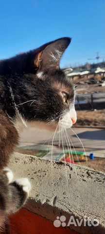 Кошка в дар бесплатно