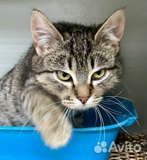 Котенок-девочка в надежеде на Ваше Доброе Сердце)