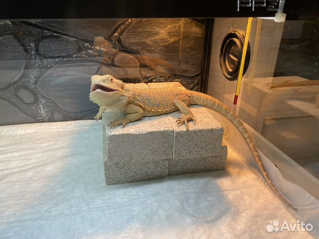 Бородатая Агама