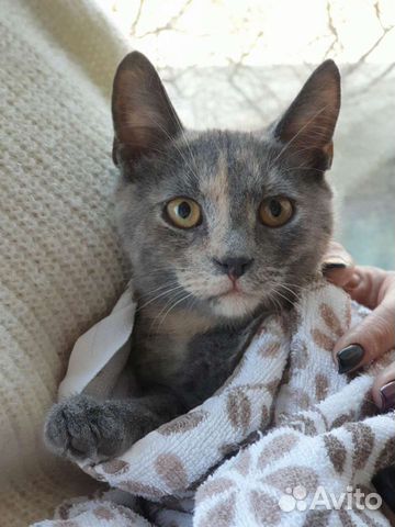 Котенок ждет маму