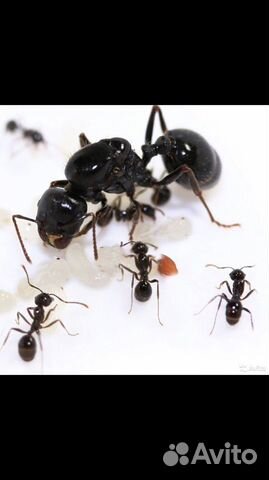 Муравьи жнецы
