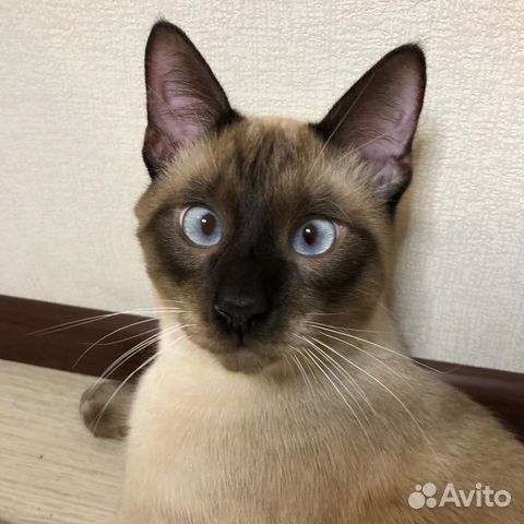 Тайский кот на вязку