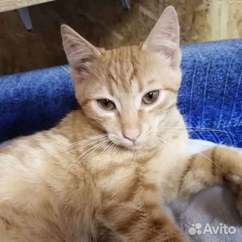 Кузя ищет семью