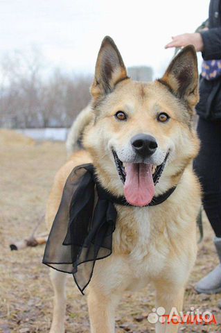 Возьми Джони из приюта