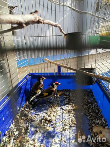 Птица щегол