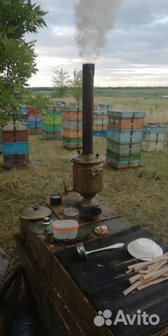 Продам пчелосемьи