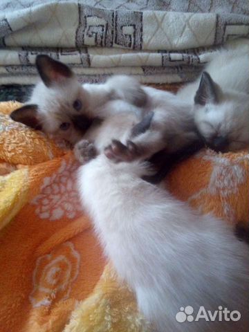 Тайские котята самые прелестные