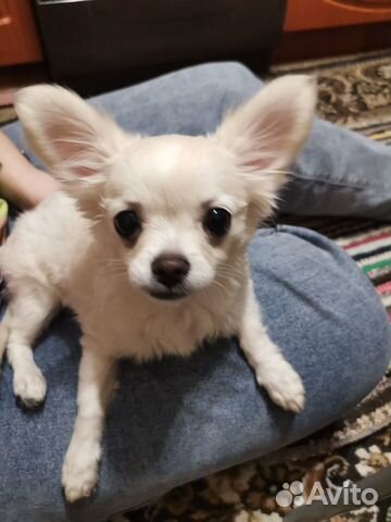 Щенки чихуахуа