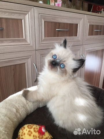 Невские маскарадные котята