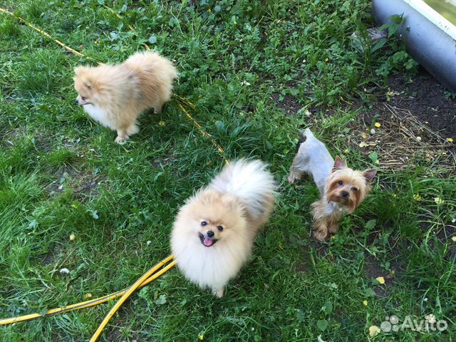 Шпиц померанец