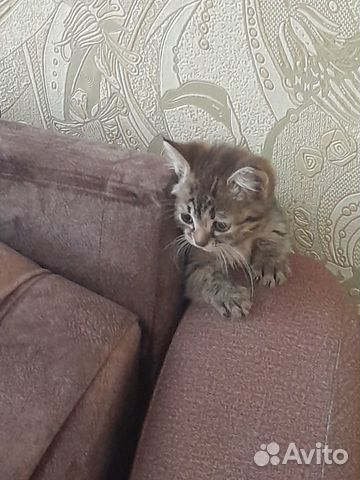 Котята в добрые руки бесплатно