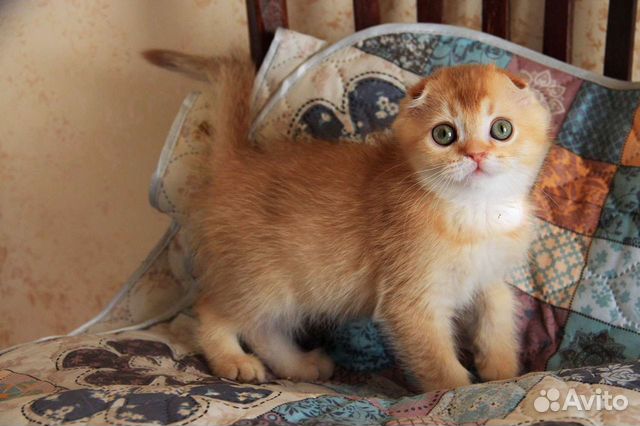 Золотой циннамоновый кот в разведение