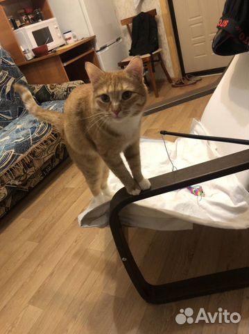 Рыжий кот