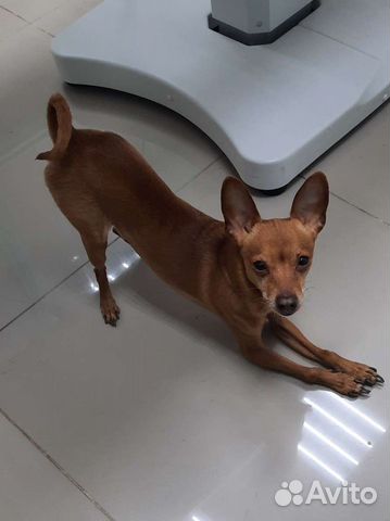 Найден той терьер